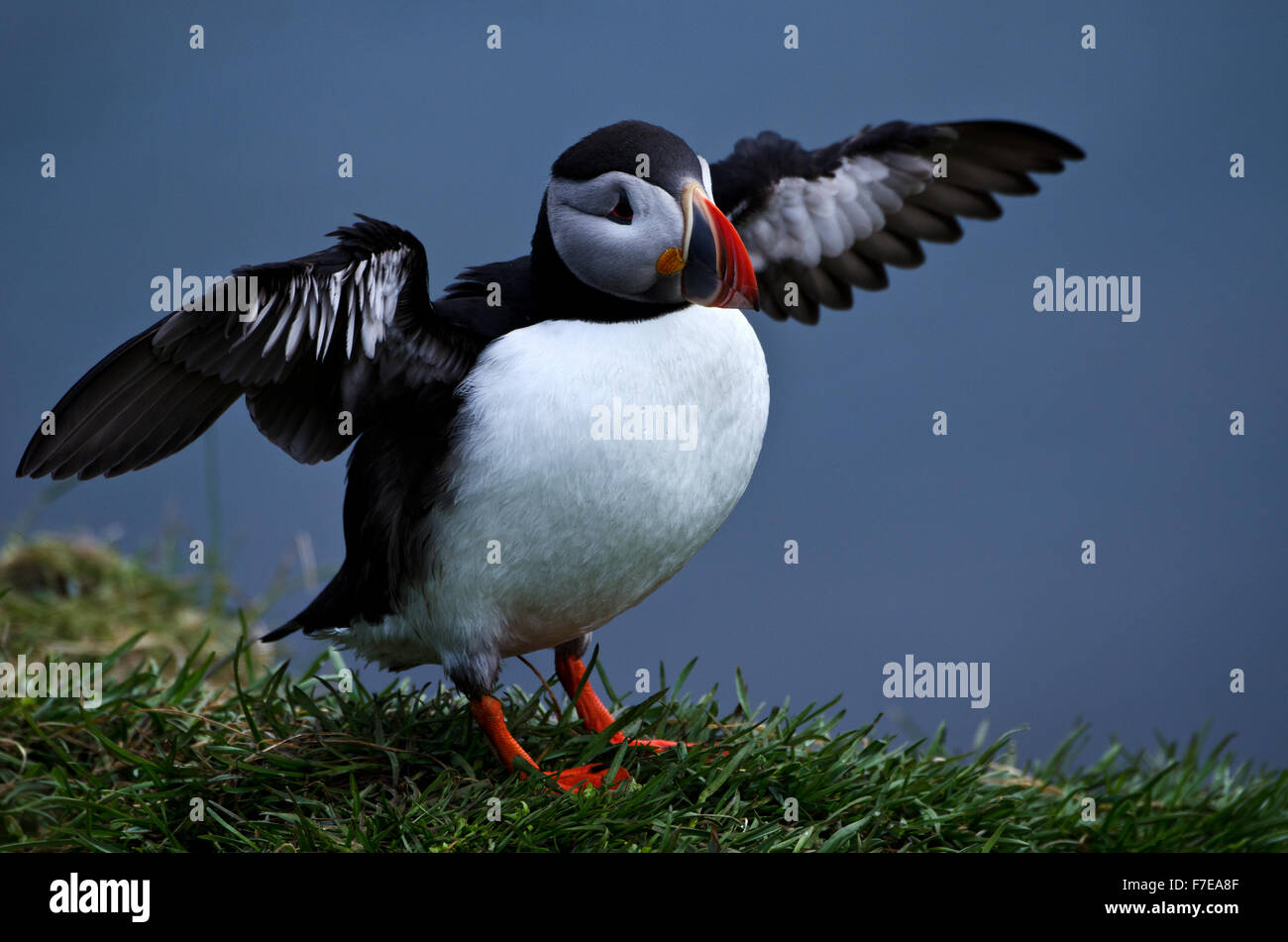 Puffin stretching wings hi-res stock photography and images - Alamy