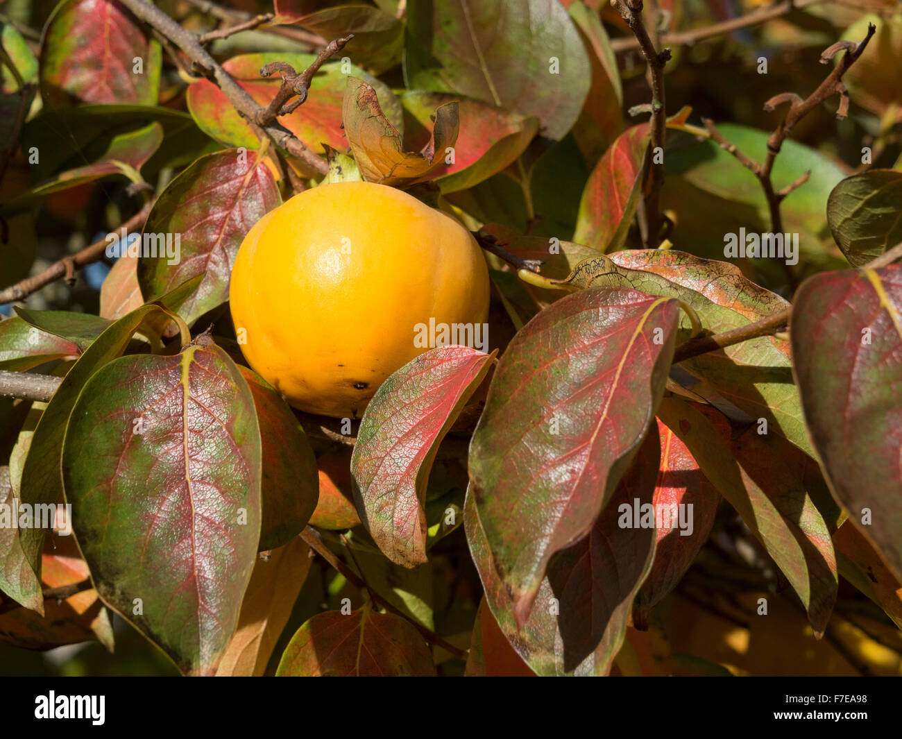 Persimmon tree leaves hi-res stock photography and images - Alamy