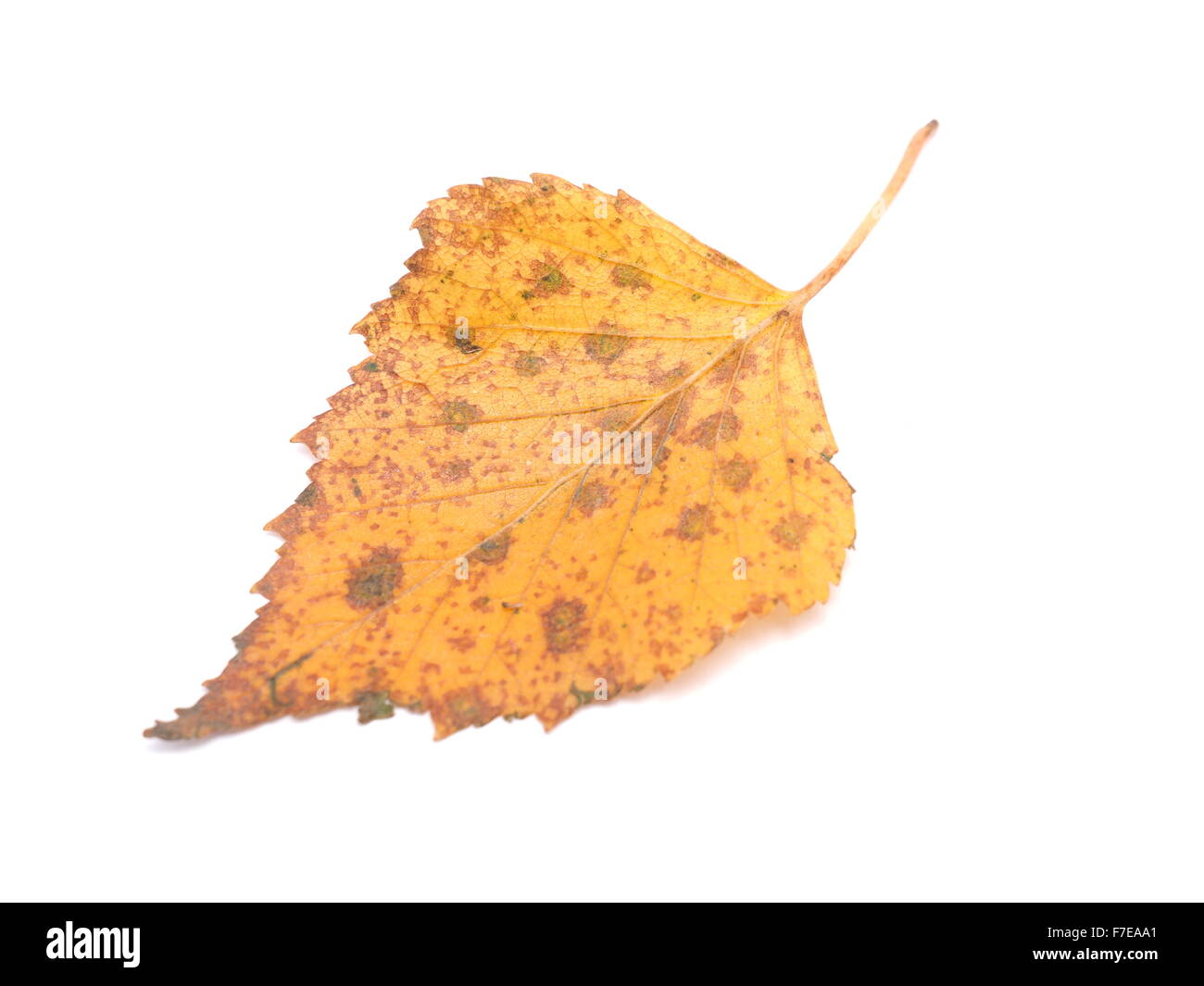 Paper birch leaf Cut Out Stock Images & Pictures - Alamy