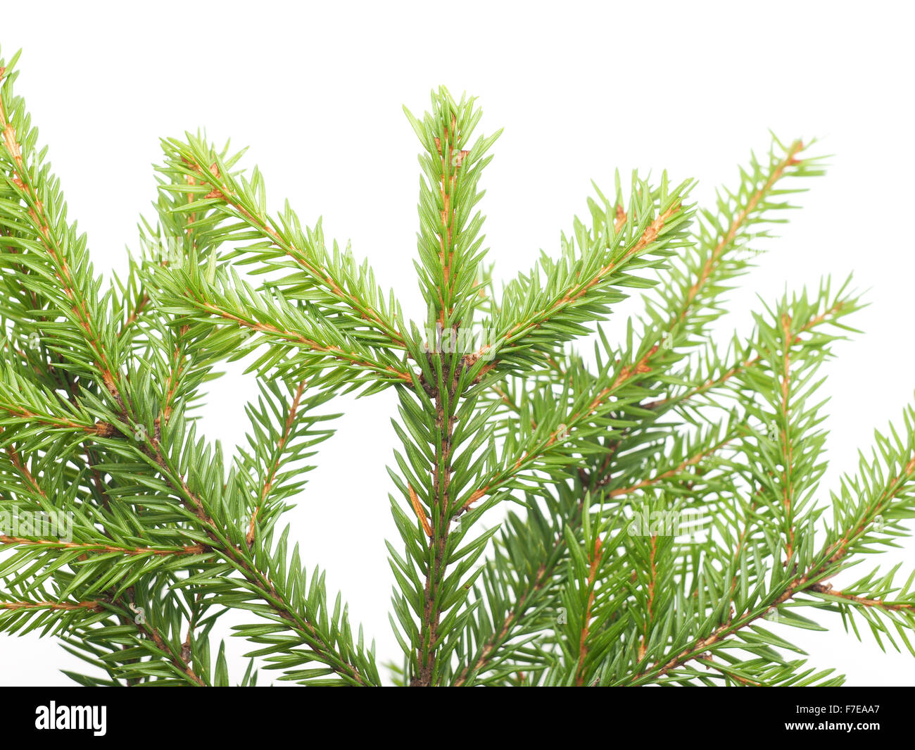 spruce twigs on a white background Stock Photo - Alamy