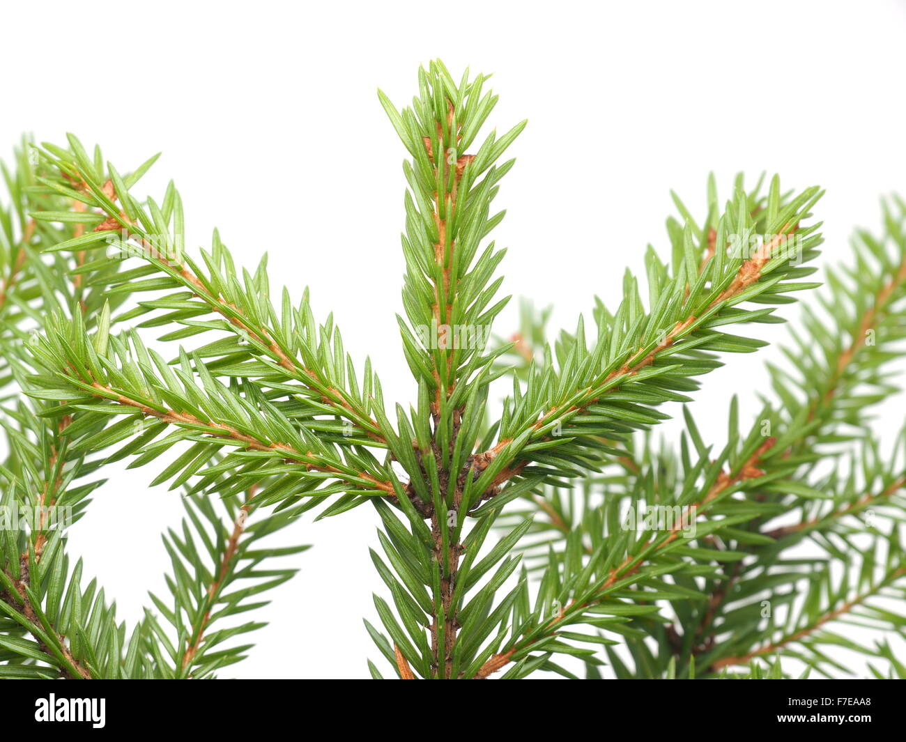 spruce twigs on a white background Stock Photo - Alamy