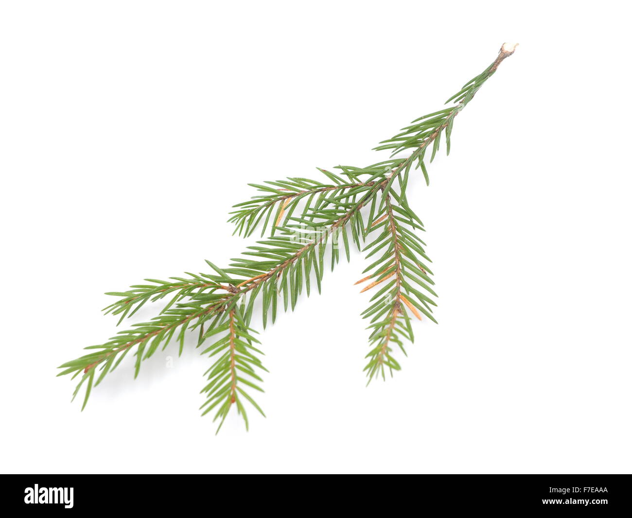 spruce twigs on a white background Stock Photo - Alamy