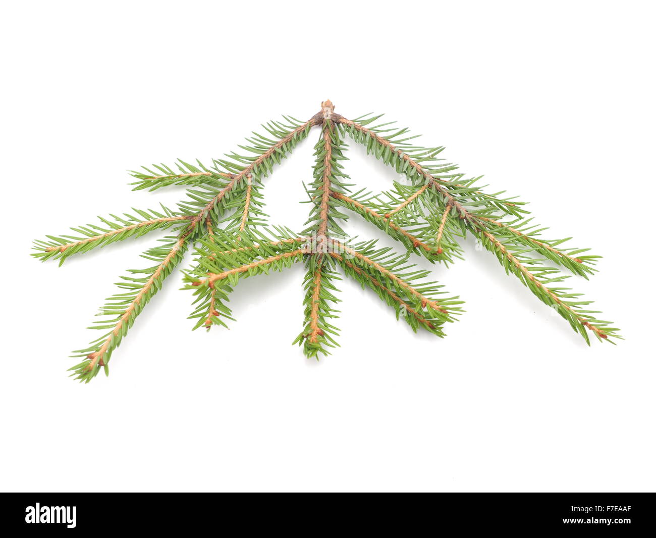 spruce twigs on a white background Stock Photo - Alamy