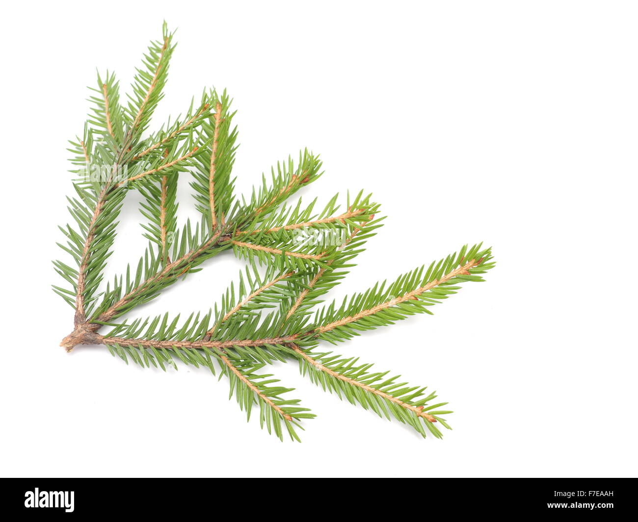 spruce twigs on a white background Stock Photo - Alamy