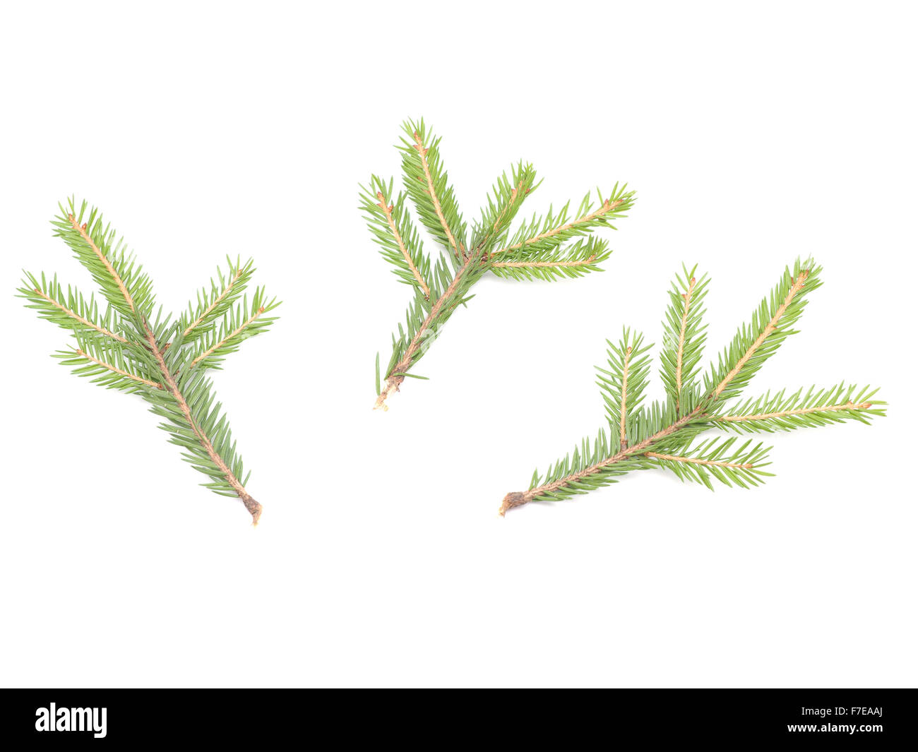 spruce twigs on a white background Stock Photo - Alamy