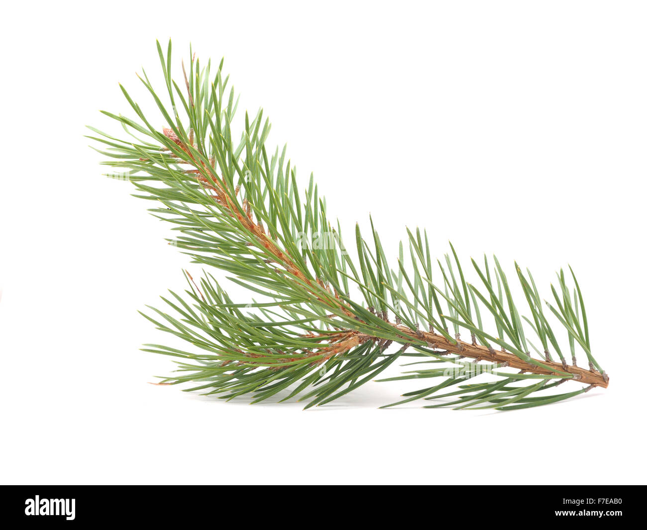 Green pine branches brown Cut Out Stock Images & Pictures - Alamy