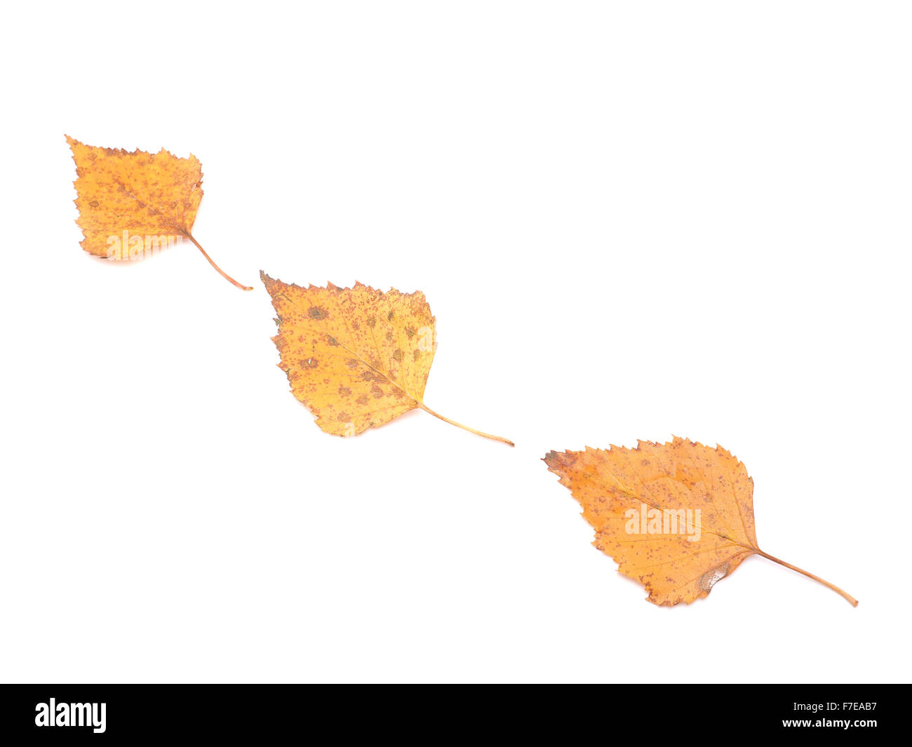 Paper birch leaf Cut Out Stock Images & Pictures - Alamy