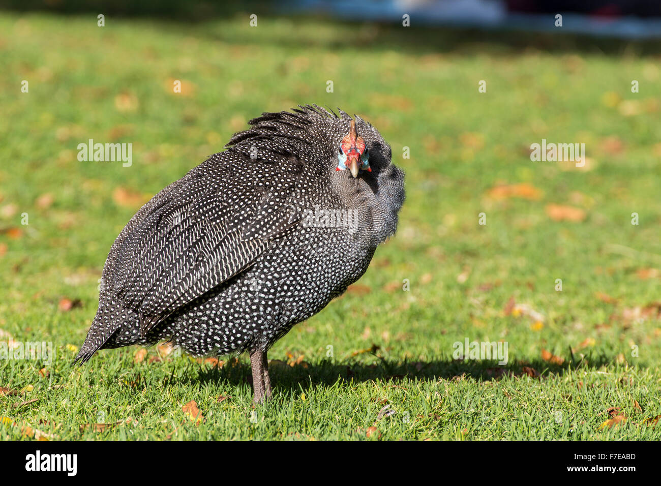 Fowl bird hi-res stock photography and images - Alamy