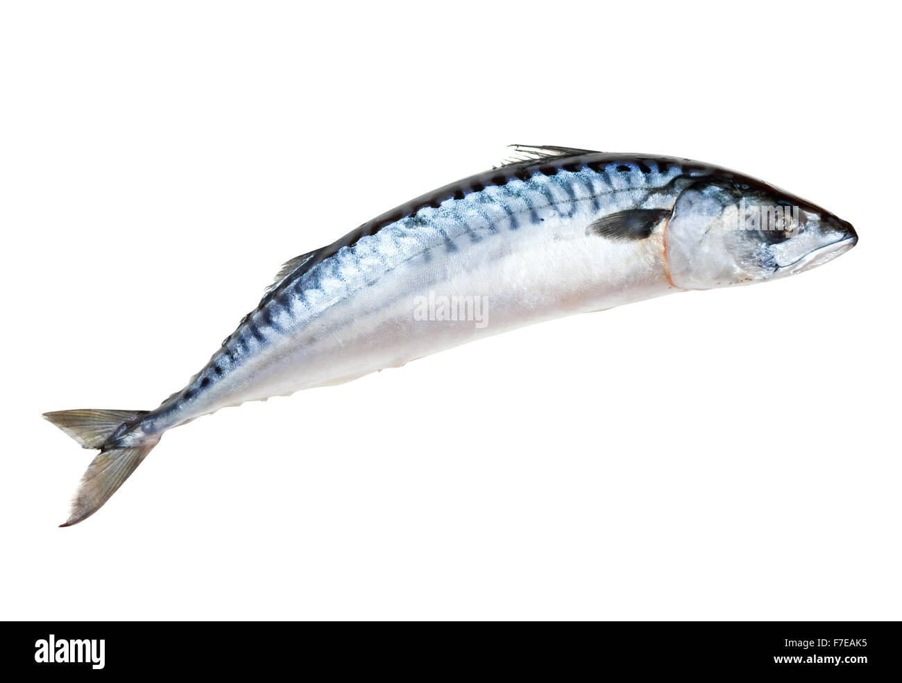 Single fresh mackerel fish. Isolated over white background Stock Photo ...