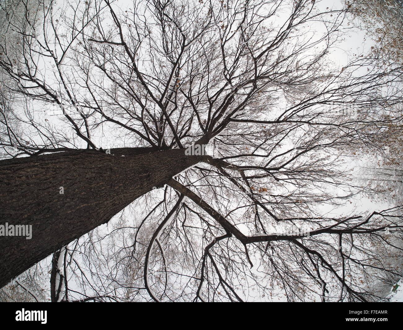 crown trees. bottom View Stock Photo - Alamy