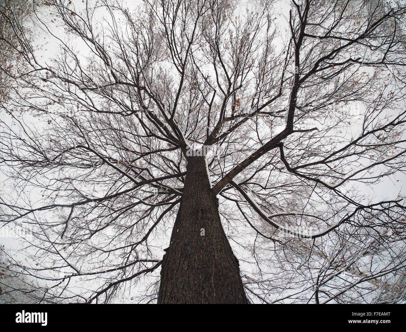 crown trees. bottom View Stock Photo - Alamy