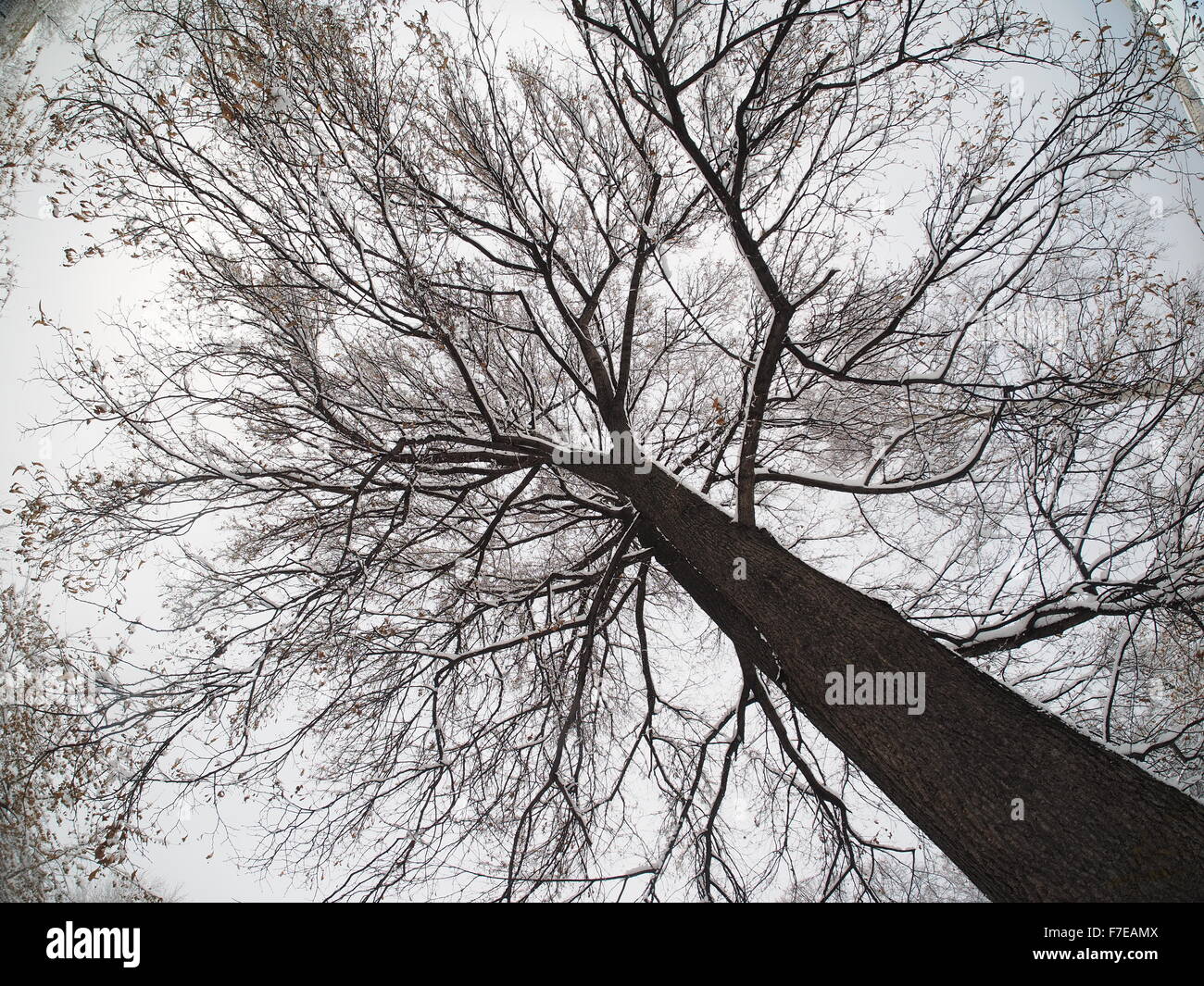 crown trees. bottom View Stock Photo - Alamy