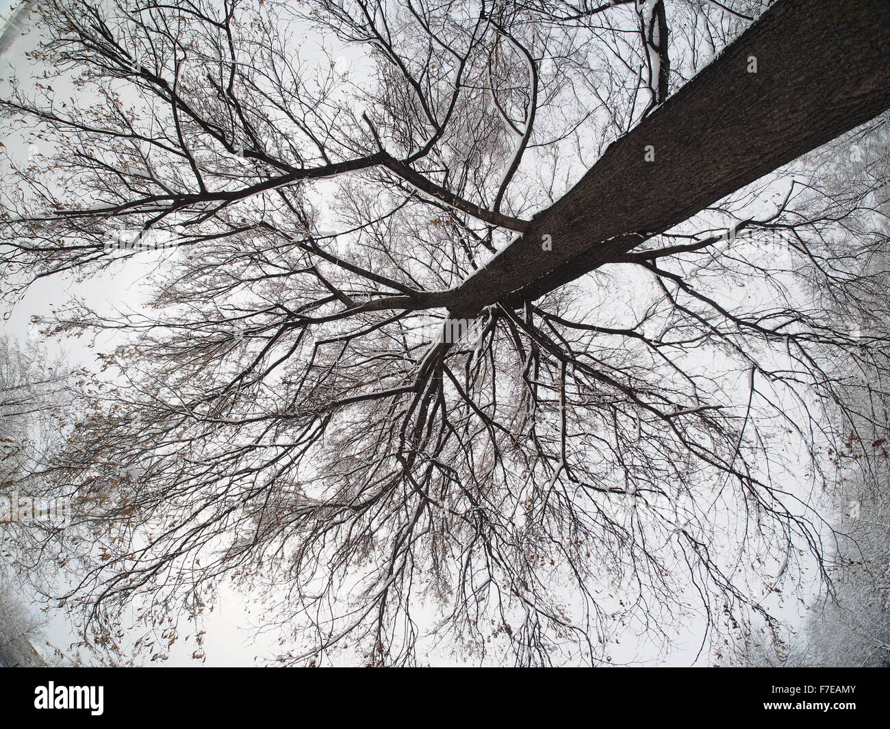 crown trees. bottom View Stock Photo - Alamy