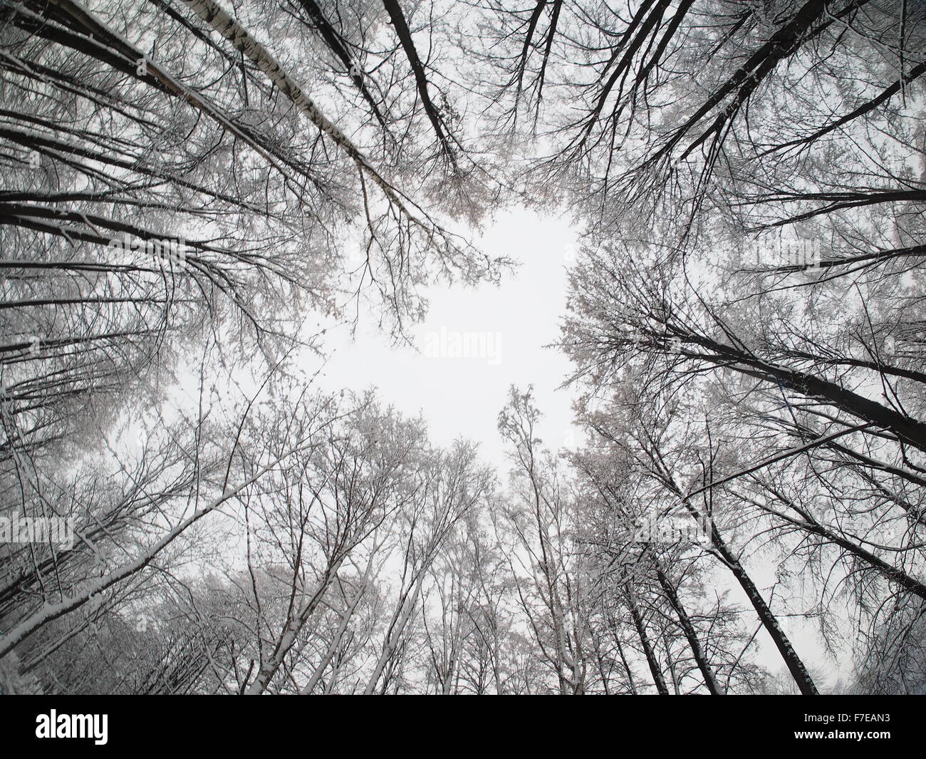 crown trees. bottom View Stock Photo - Alamy