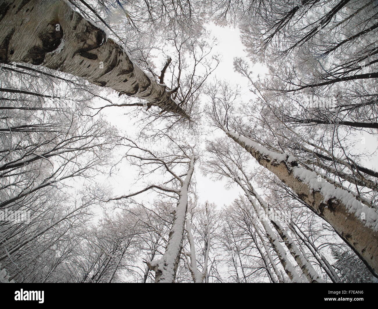 crown trees. bottom View Stock Photo - Alamy