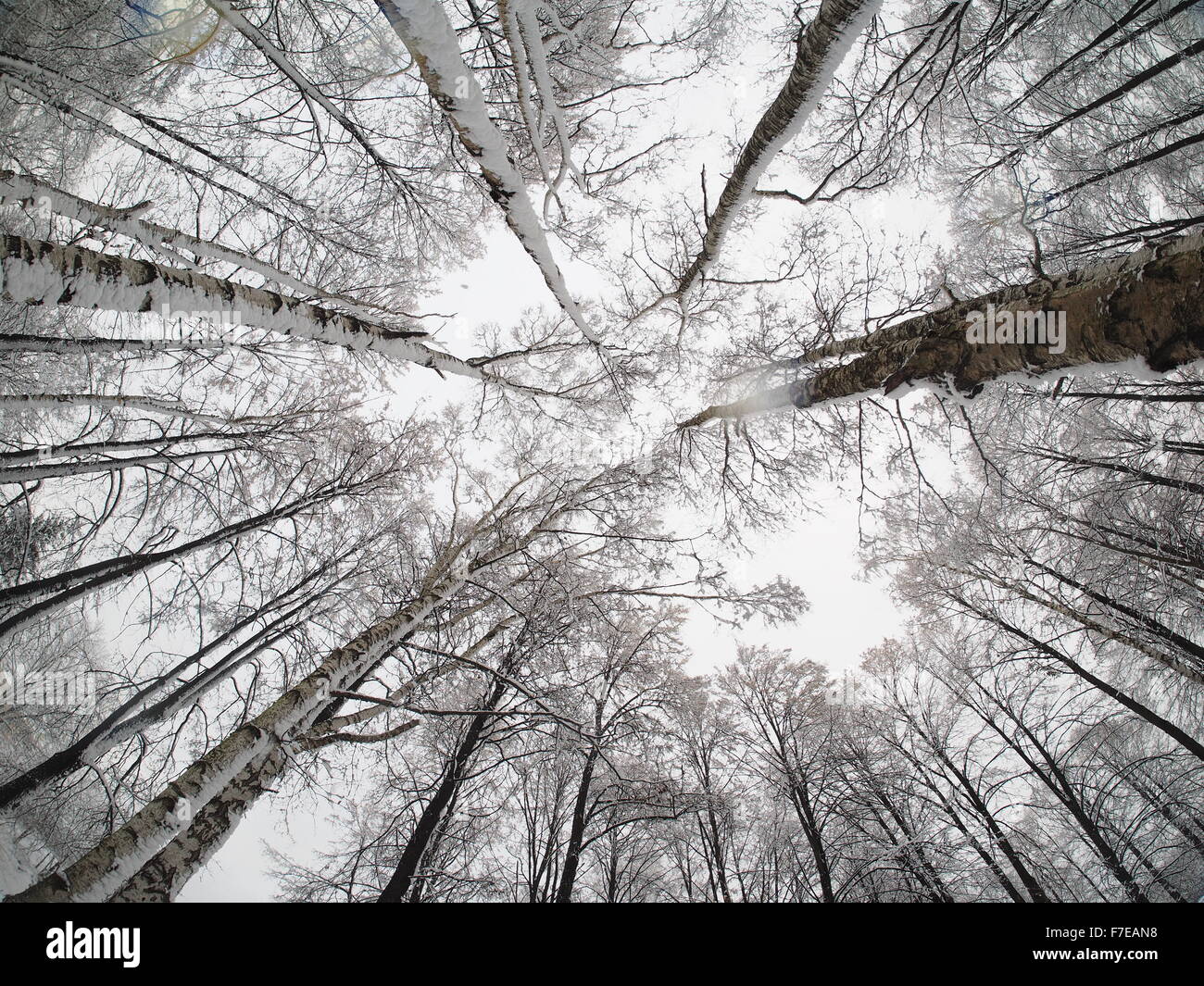 crown trees. bottom View Stock Photo - Alamy