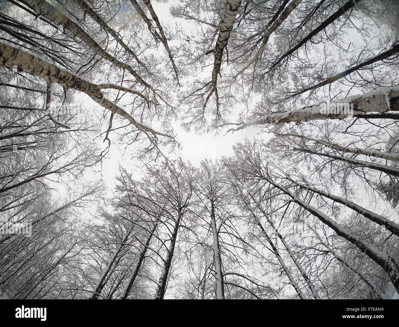 crown trees. bottom View Stock Photo - Alamy