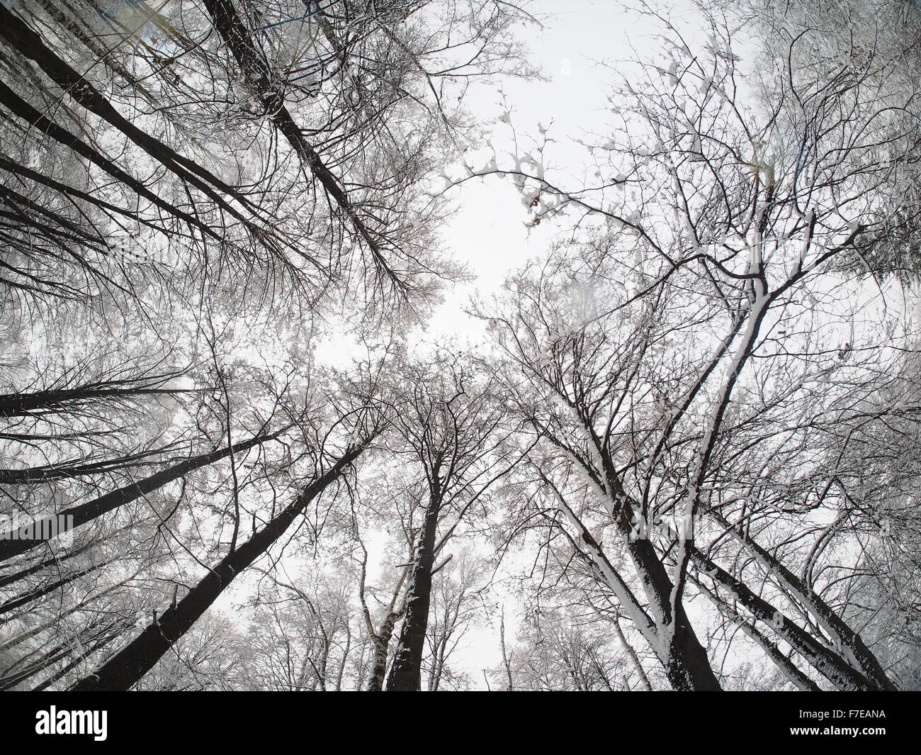 crown trees. bottom View Stock Photo - Alamy