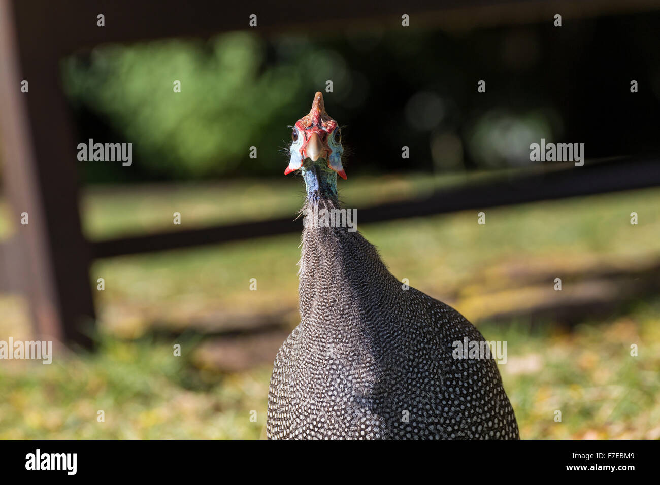 Wild Guinea Fowl Bird Stock Photo - Alamy