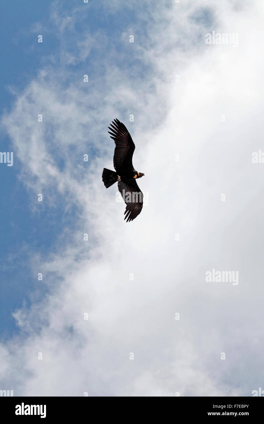 Condor flying over the Andes Stock Photo - Alamy