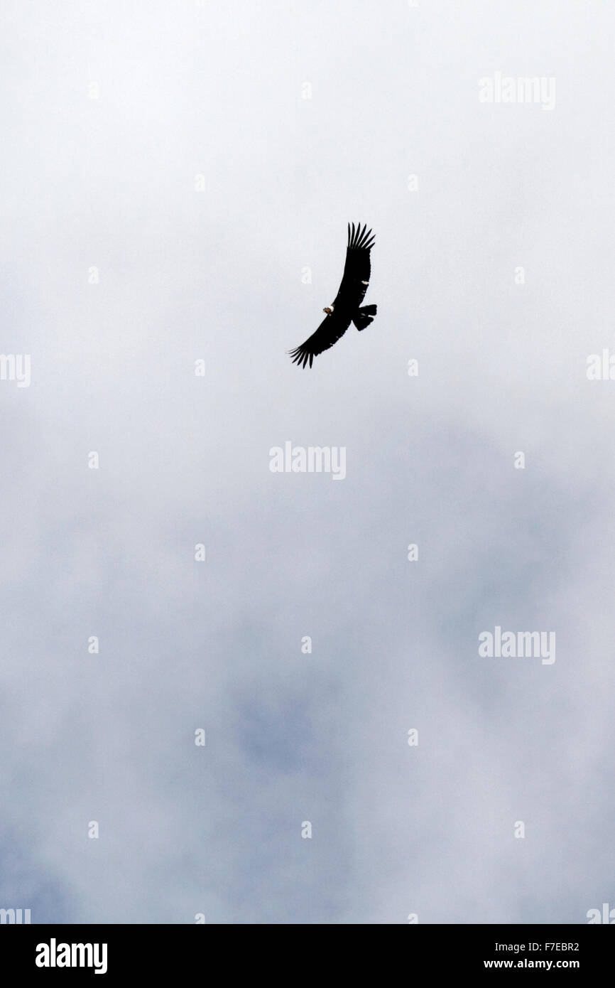 Condor flying over the Andes Stock Photo - Alamy