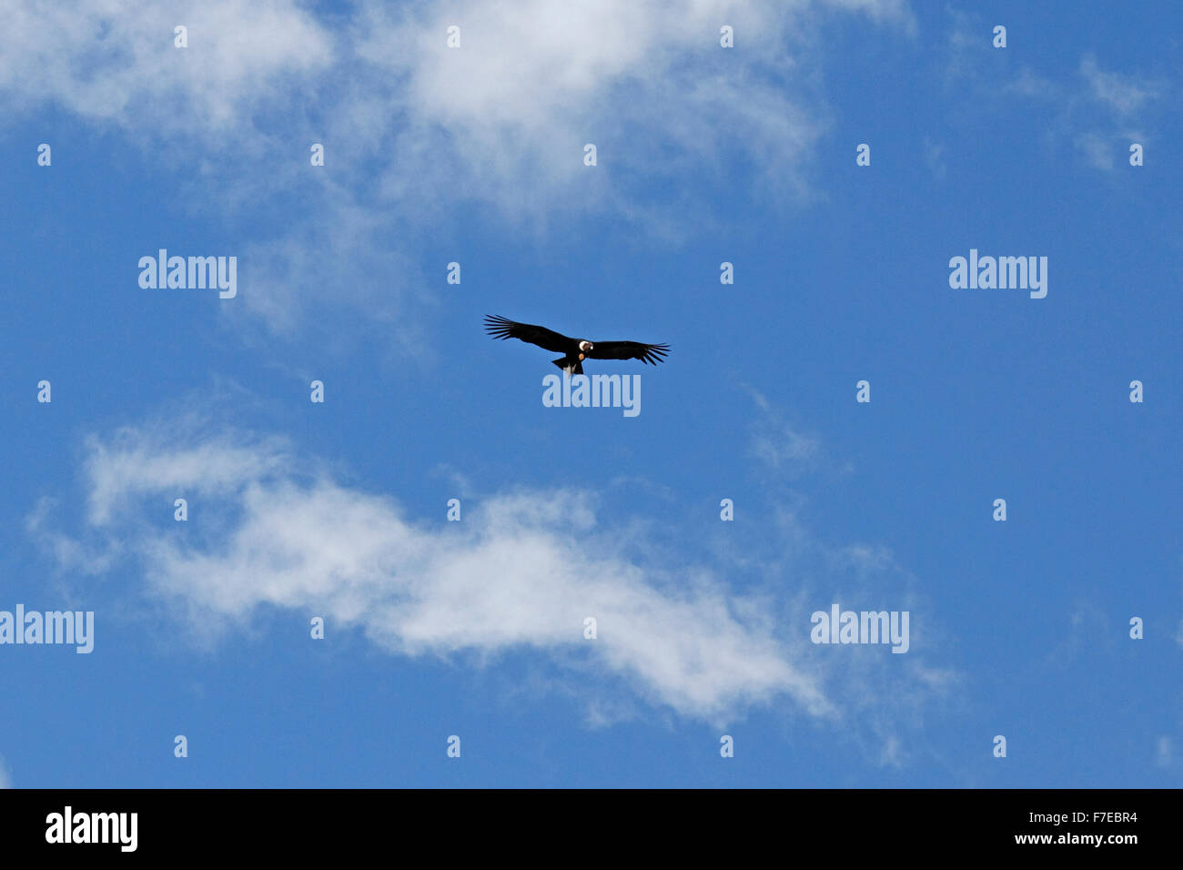 Condor flying over the Andes Stock Photo - Alamy