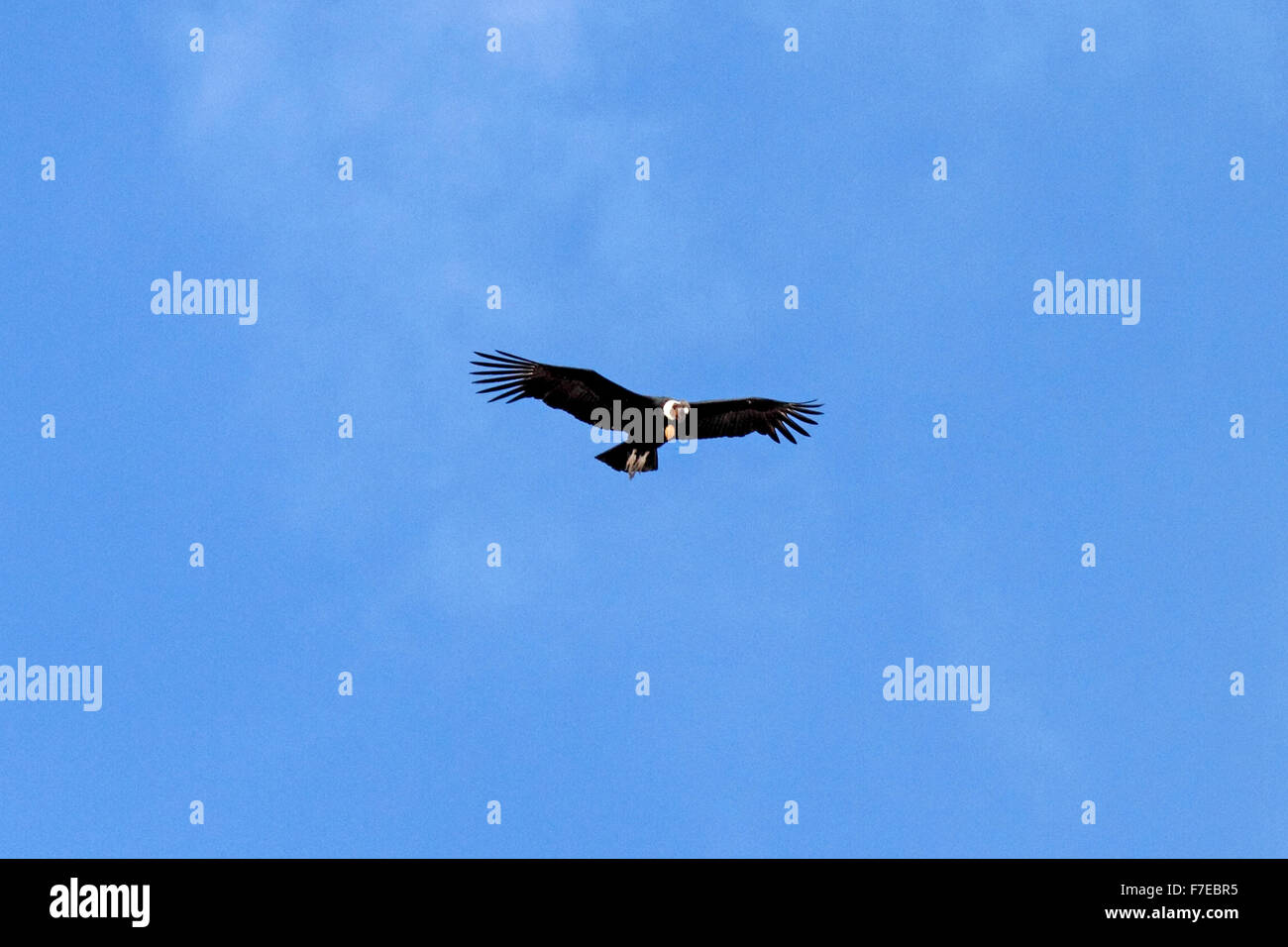 Andean condor argentina hi-res stock photography and images - Alamy