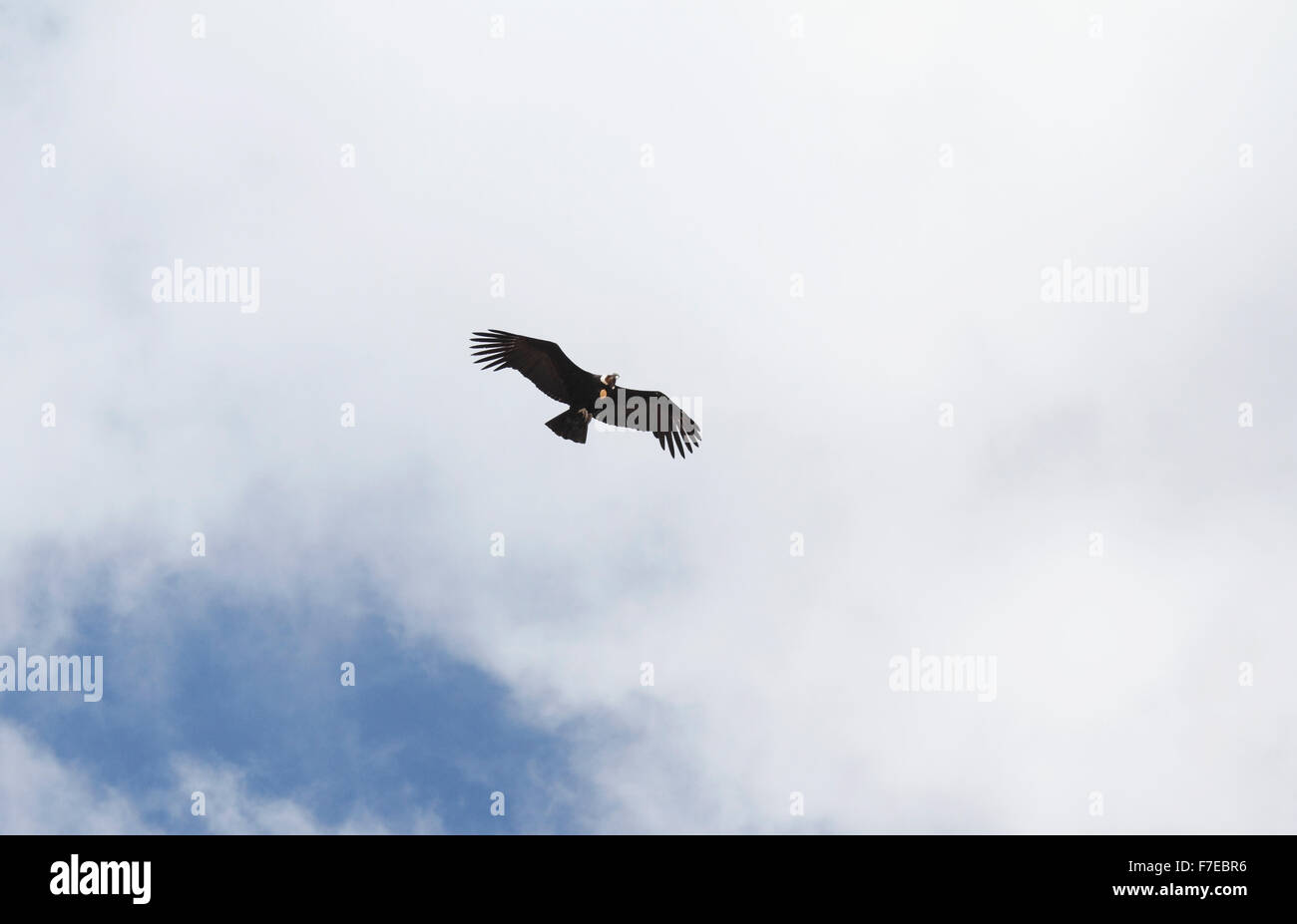 Condor flying over the Andes Stock Photo - Alamy