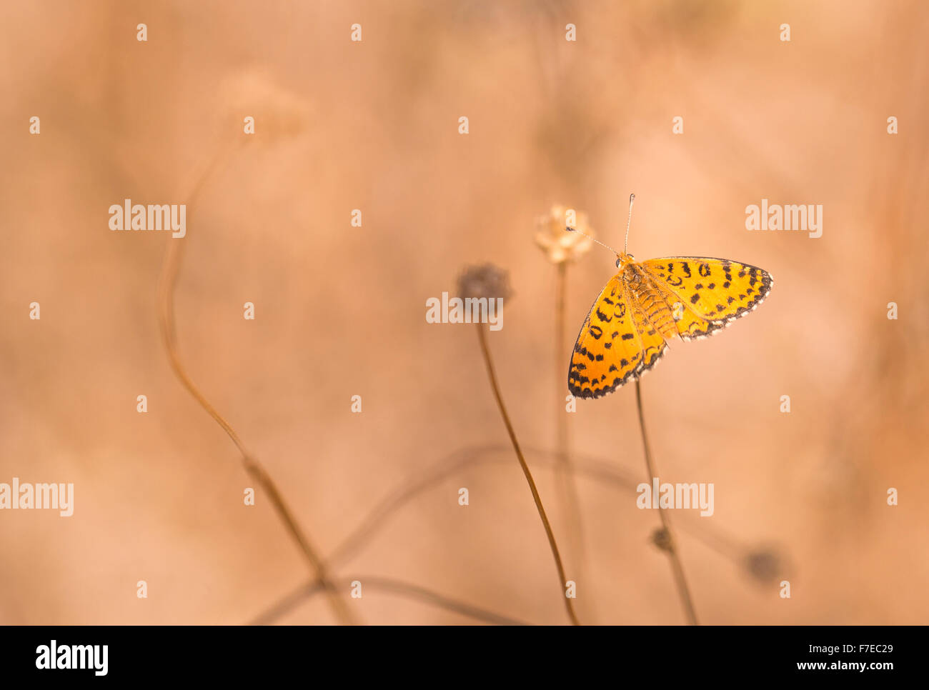 Lesser Spotted Fritillary (Melitaea trivia) Butterfly shot in Israel ...