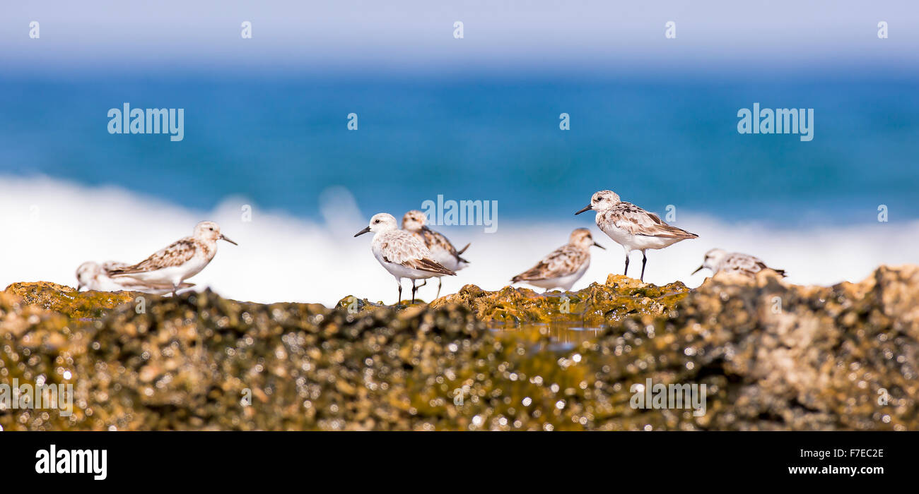 a group of little stint (Calidris minuta). This small wading shorebird ...