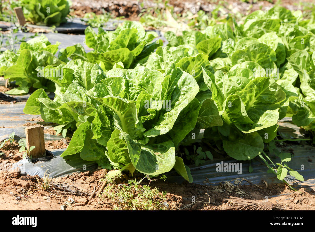 Small vegetable patch hi-res stock photography and images - Alamy
