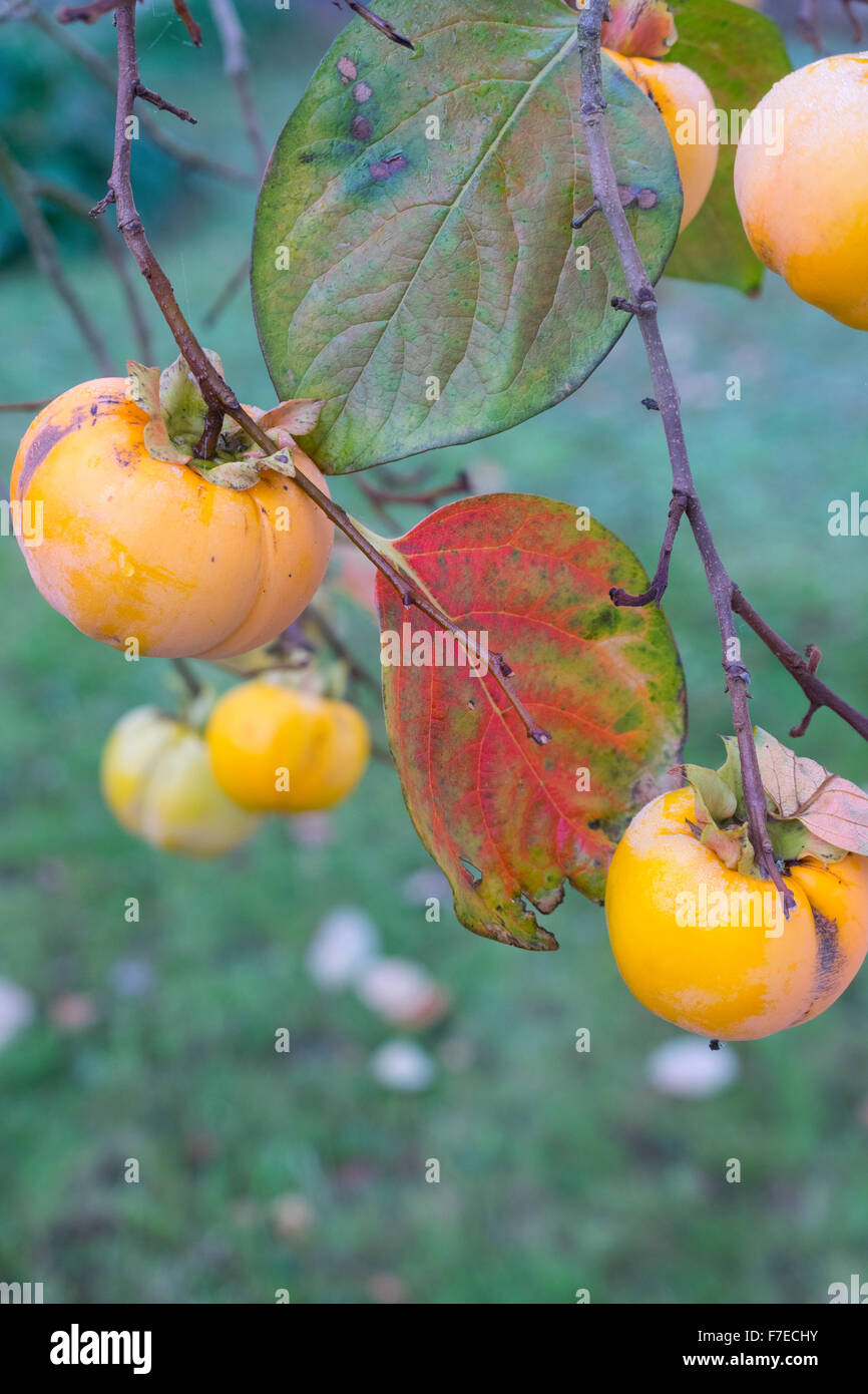 Persimmons hanging from a branch. Two leaves with autumn colors in the ...