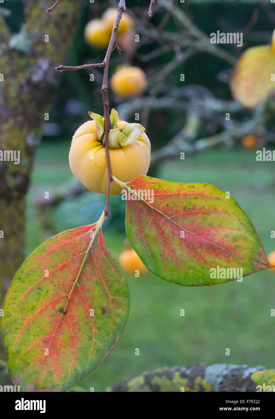 Persimmon tree leaves hi-res stock photography and images - Alamy