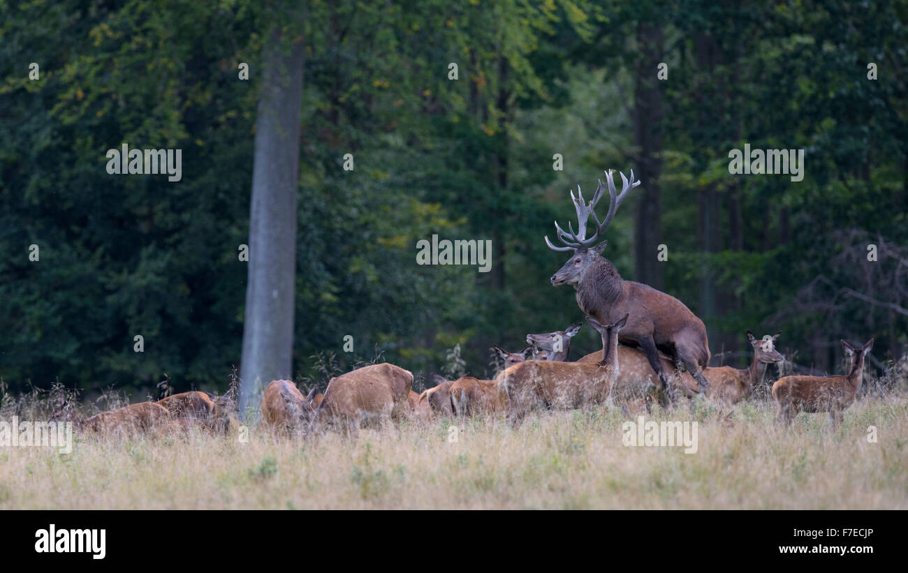Red deer (Cervus elaphus), rutting stag, mating, Zealand, Denmark Stock ...