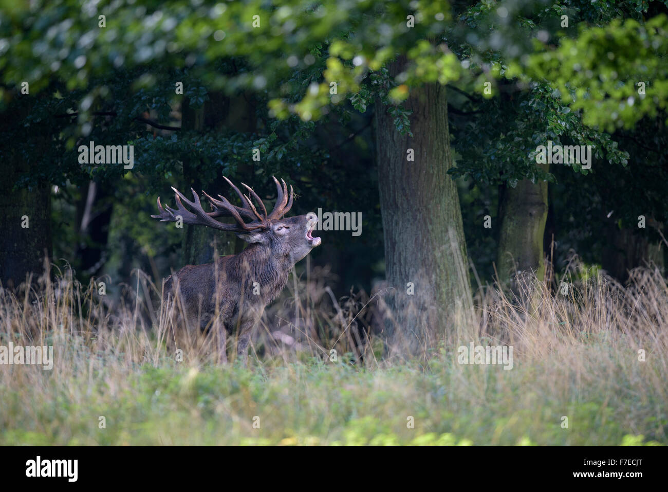 Red deer (Cervus elaphus), Royal Stag near forest, roaring, Zealand ...