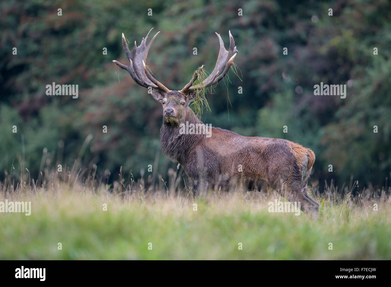 Deer antlers forest hi-res stock photography and images - Alamy