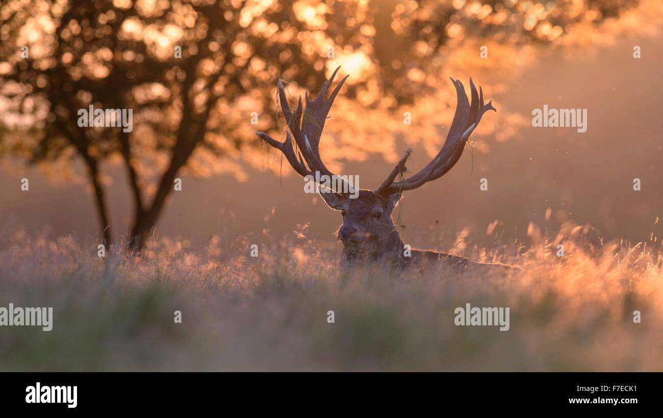 Red deer stag at sunset hi-res stock photography and images - Alamy