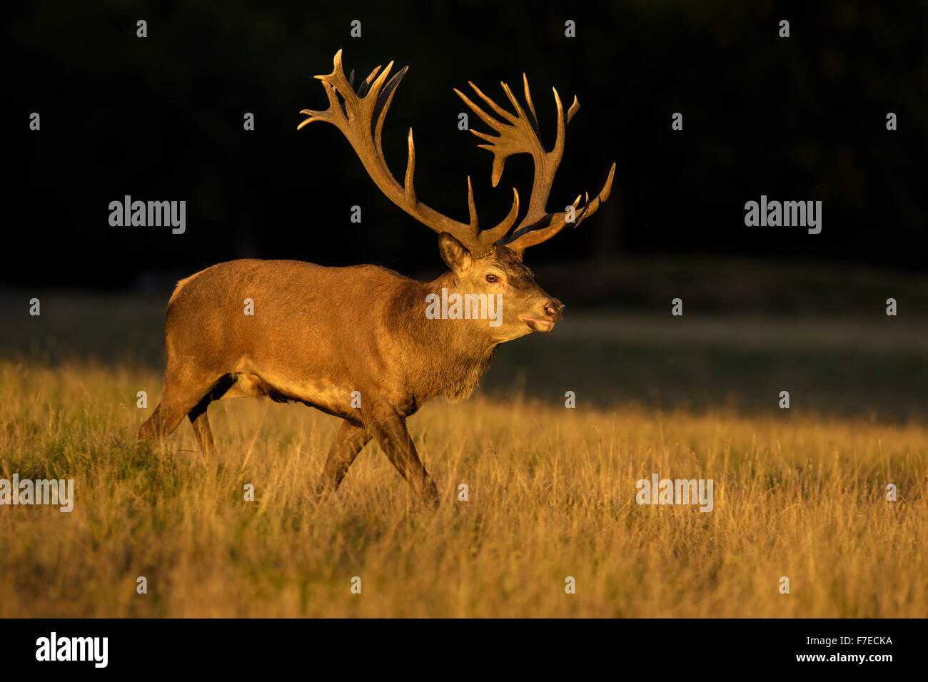 Red deer (Cervus elaphus), Royal Stag in last light, Zealand, Denmark ...