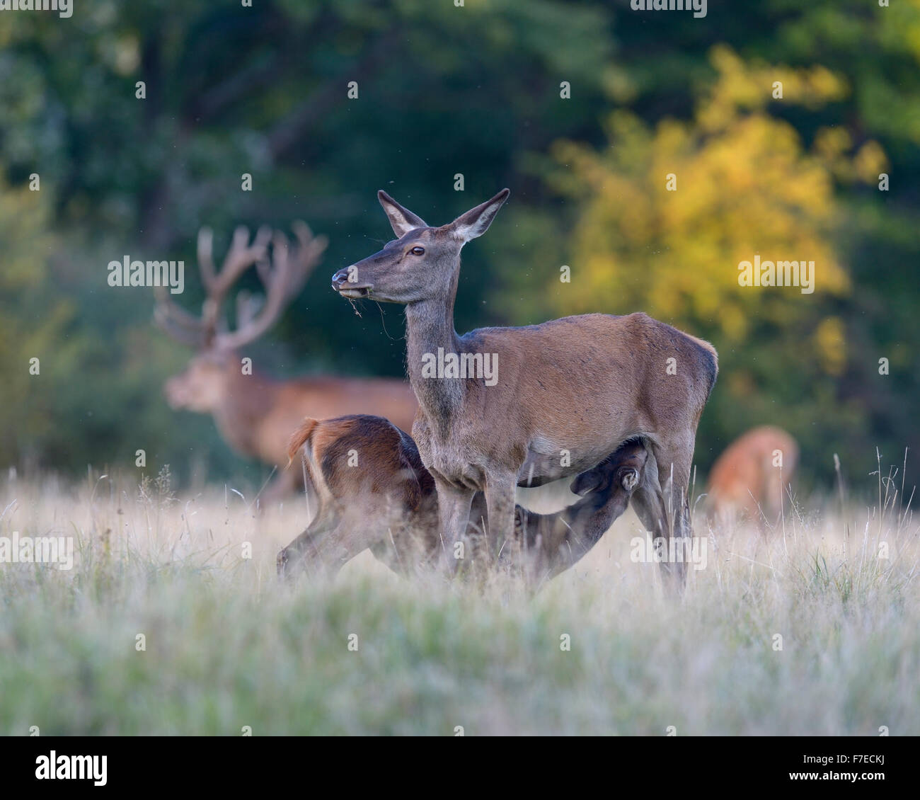 Red deer (Cervus elaphus), nursing doe, old bull, Zealand, Denmark ...