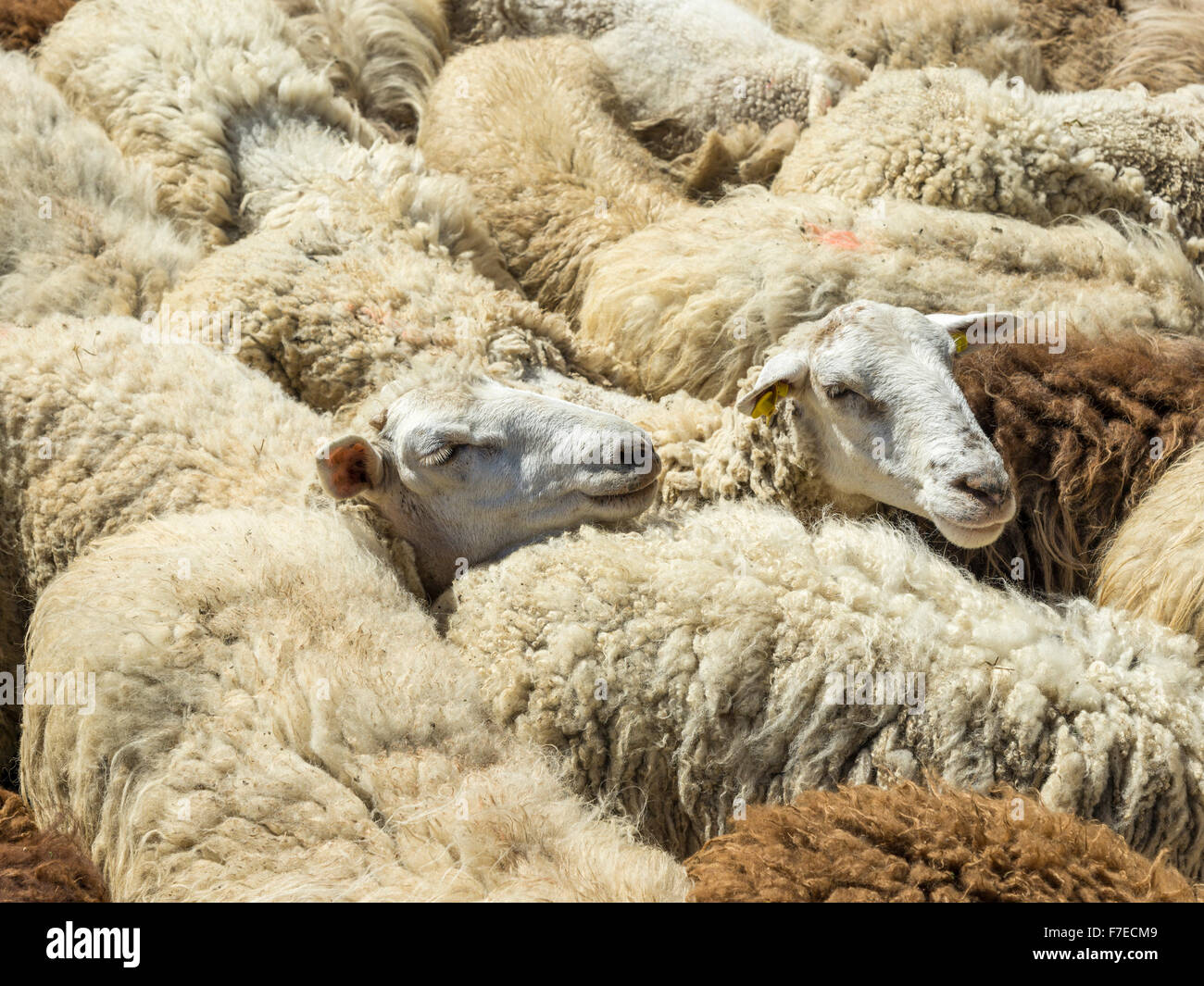 Flock of sheep, Brez, Cantabria, Spain Stock Photo - Alamy