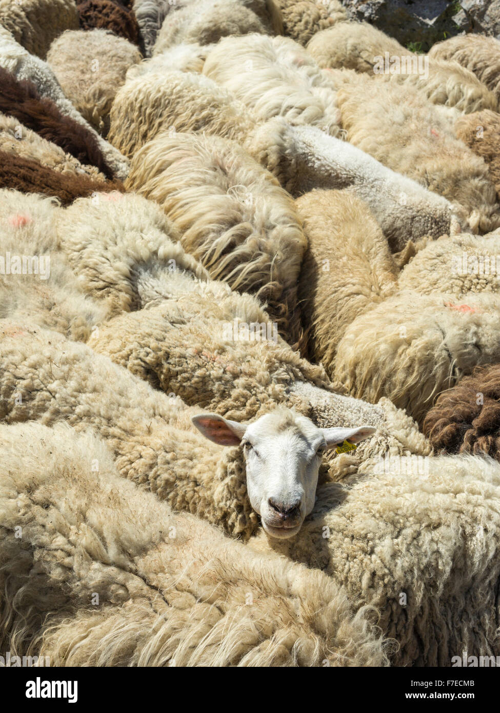 Flock of sheep, Brez, Cantabria, Spain Stock Photo - Alamy