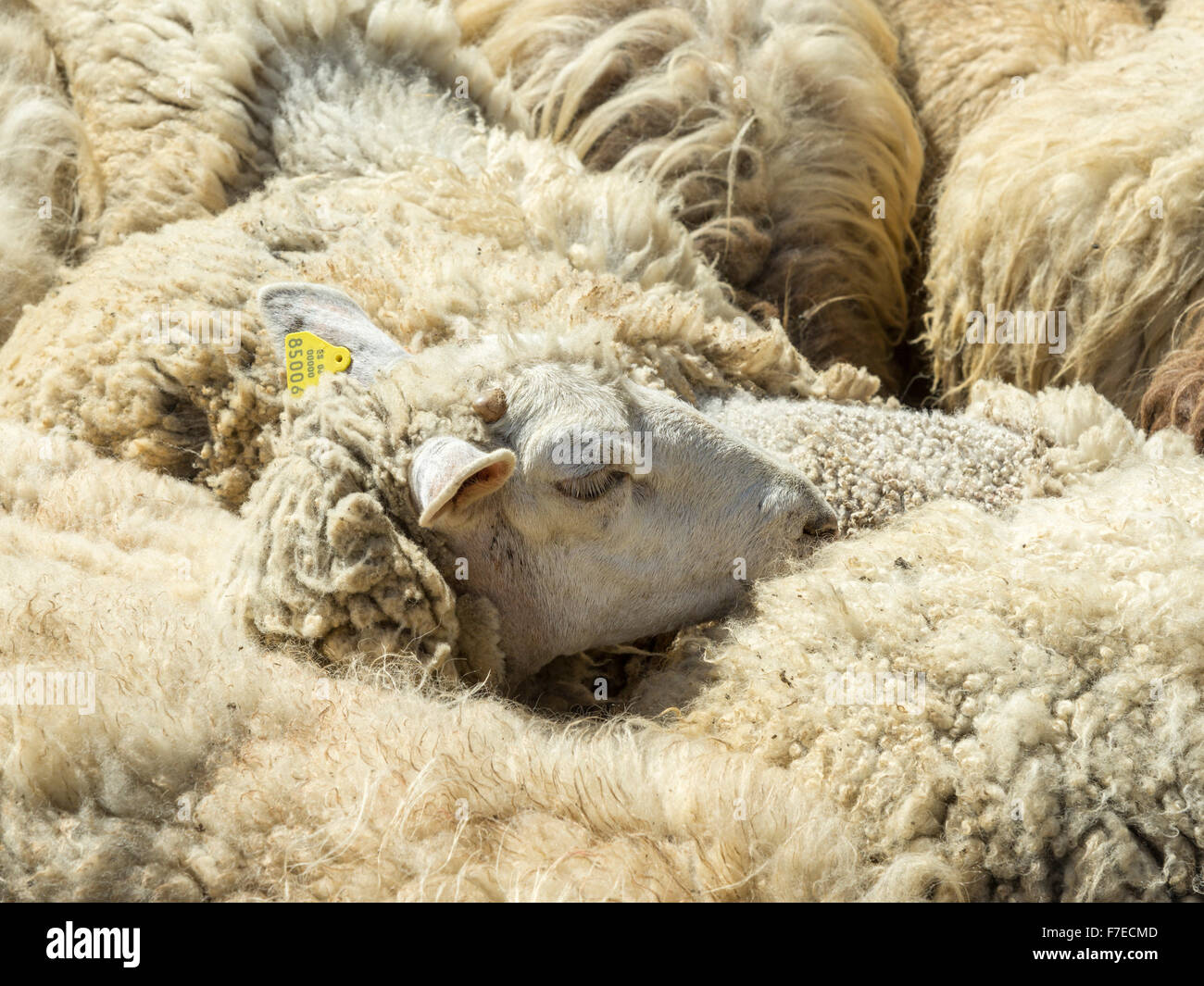 Brez hi-res stock photography and images - Alamy