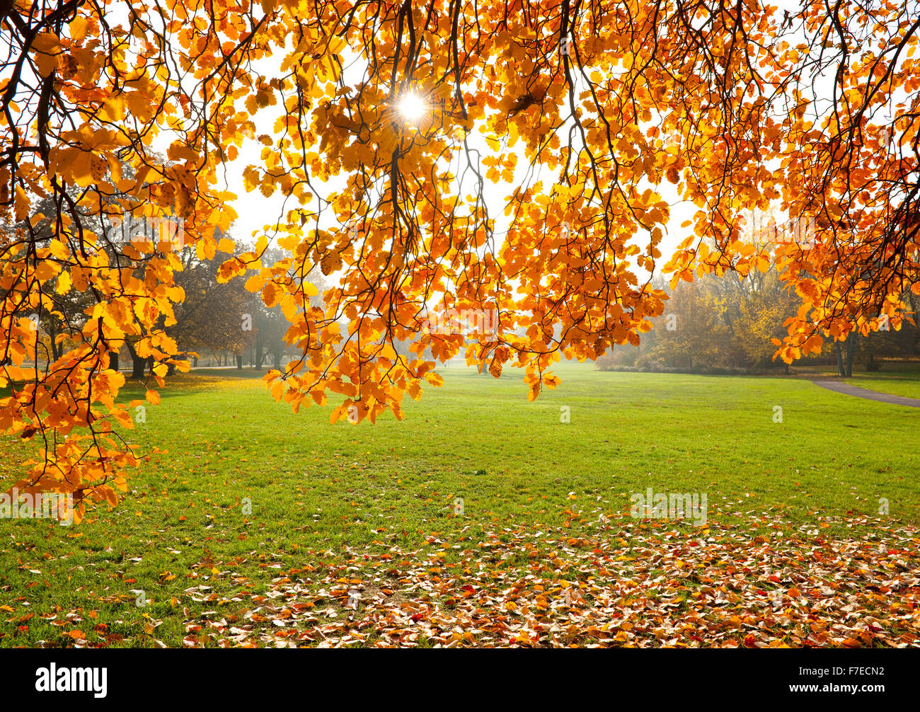 Swedish whitebeam (Sorbus intermedia) in autumn, leaves backlit, Park ...
