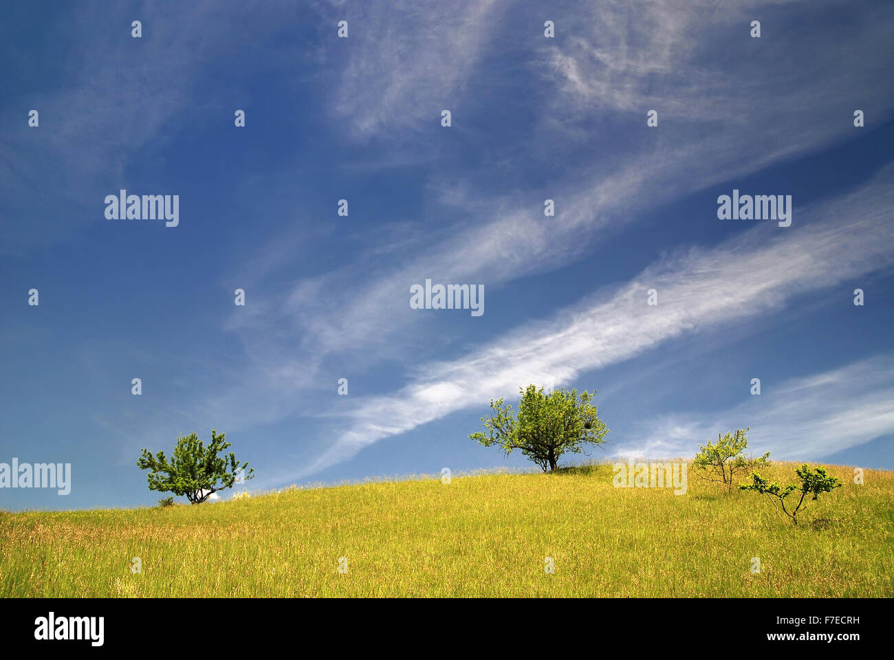 tree on meadow at sunny day Stock Photo - Alamy
