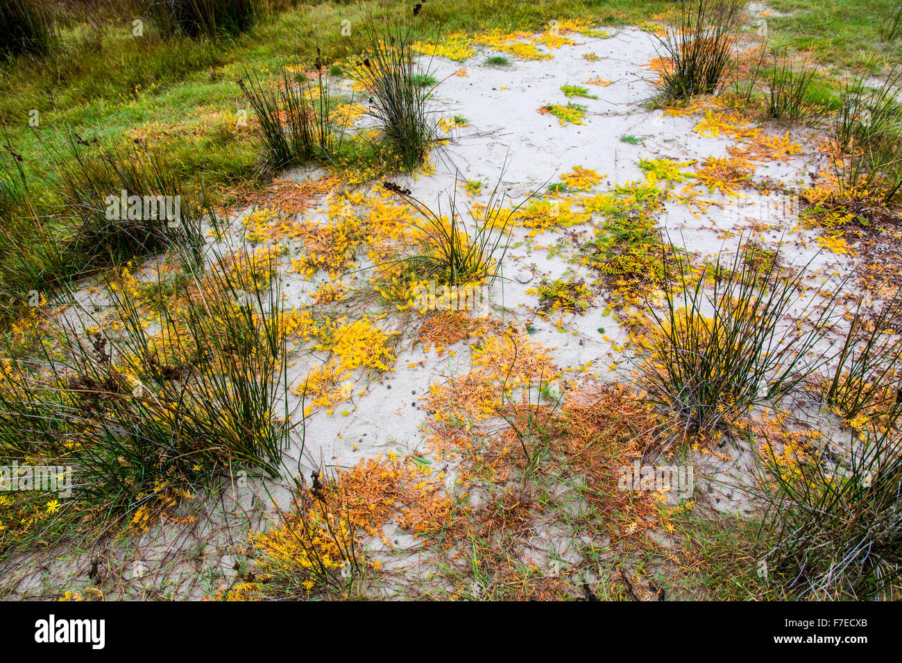 Beach grass and lichen growths in autumnal colors, North Sea island of ...