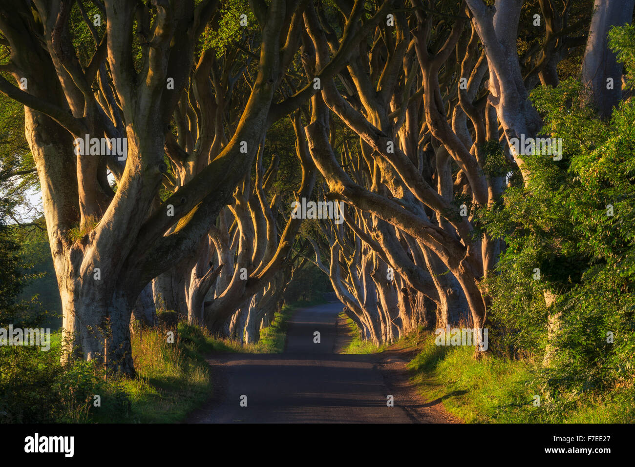 Beech tree avenue, The Dark Hedges, Ballymoney, County Antrim, Northern ...