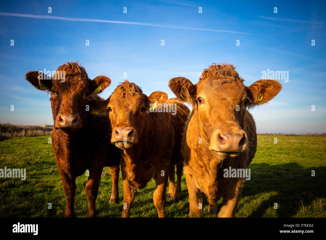 Three cows hi-res stock photography and images - Alamy