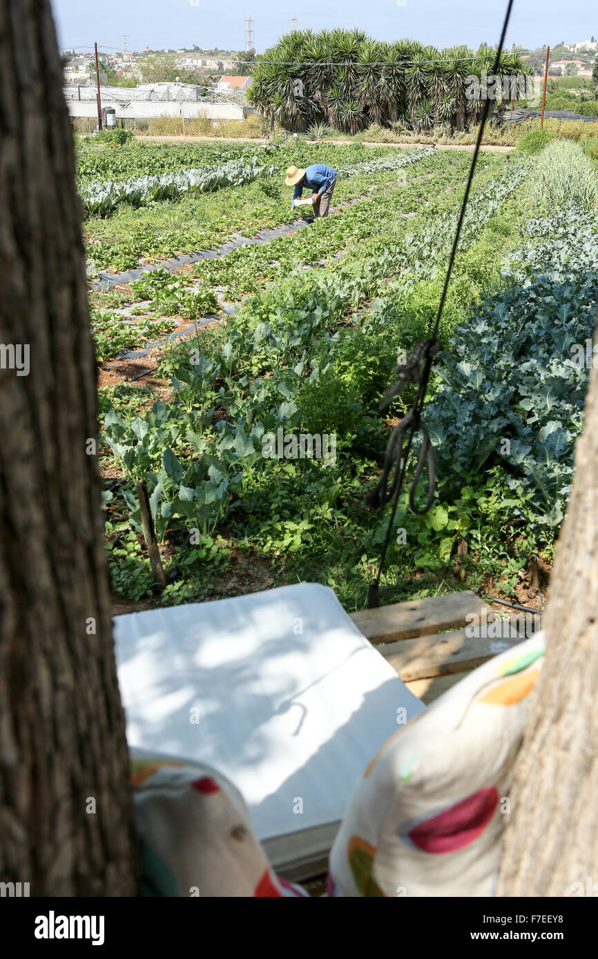 Organic farming. a small strawberry patch Stock Photo - Alamy