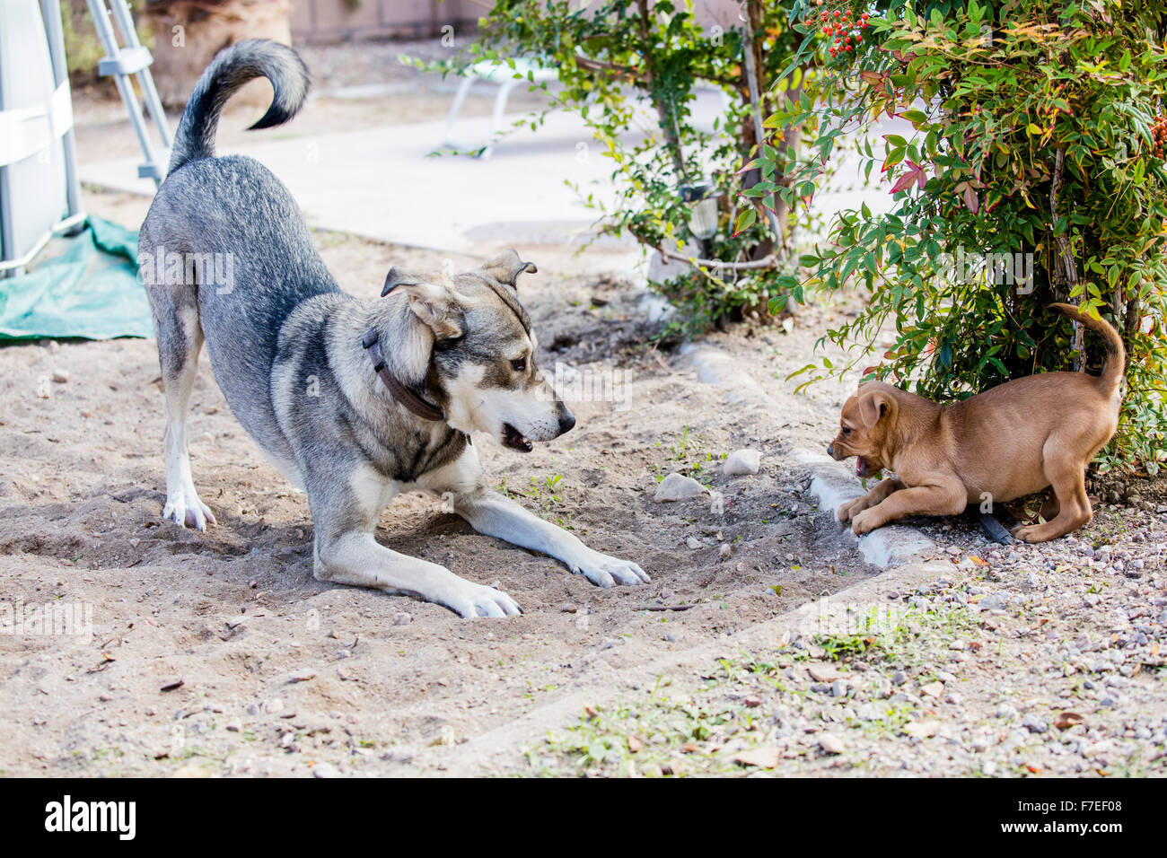 A mature dog and a puppy play in the yard Stock Photo - Alamy