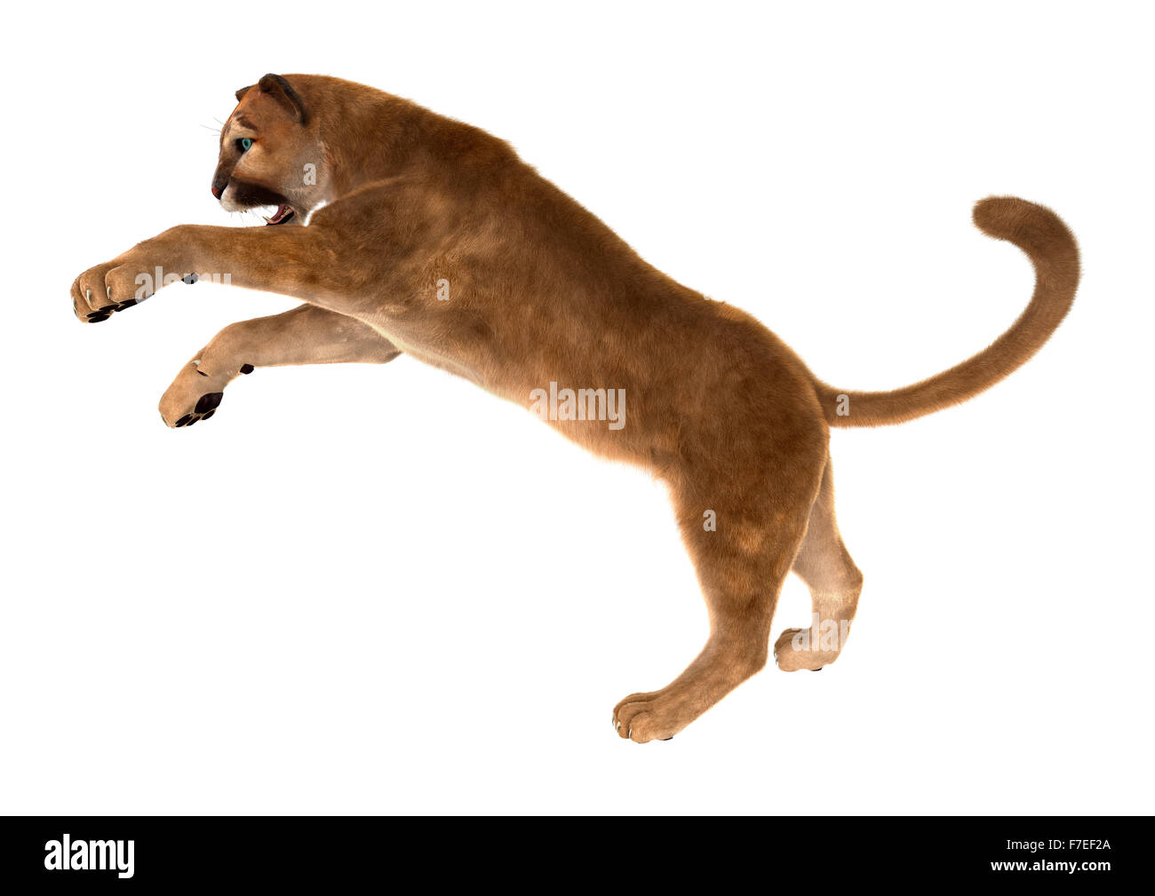 3D digital render of a big cat puma isolated on white background Stock ...
